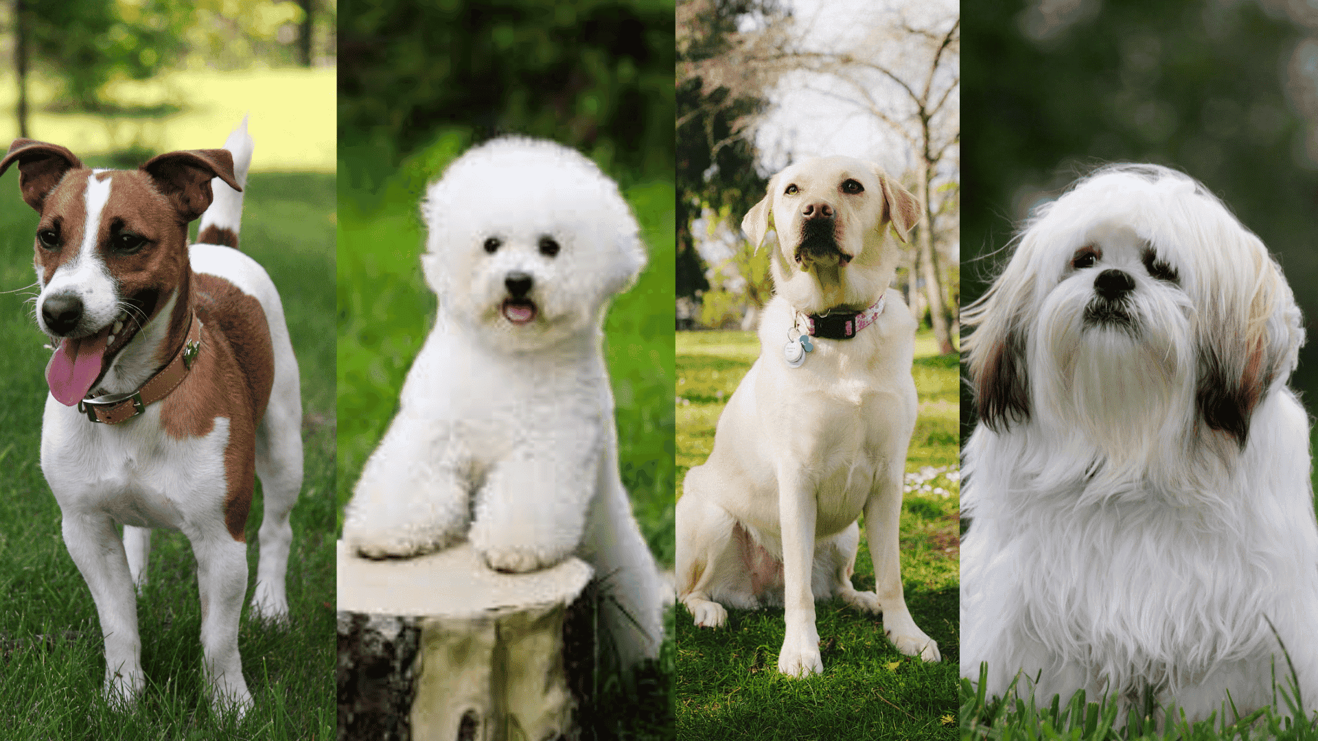 Cuidados com cães de raça