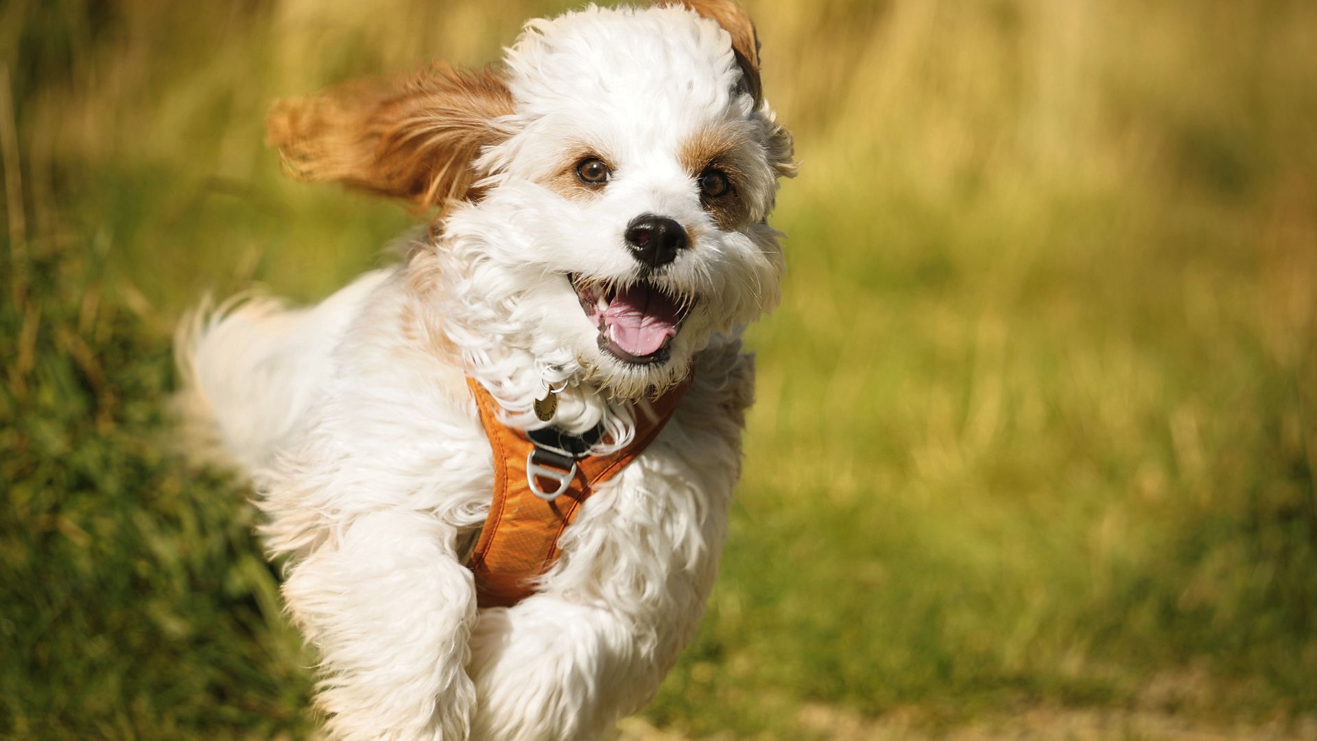 Como Estimular o Seu Cão para Ser Feliz
